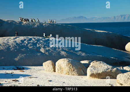 AFRICAN PENGUIN-PINGÜINO DEL CABO (Spheniscus demersus), Boulders Beach ...