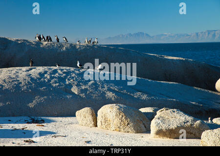 AFRICAN PENGUIN-PINGÜINO DEL CABO (Spheniscus demersus), Boulders Beach ...