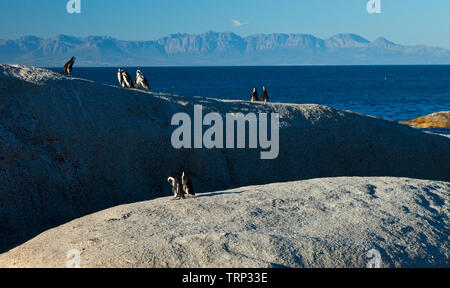 AFRICAN PENGUIN-PINGÜINO DEL CABO (Spheniscus demersus), Boulders Beach ...