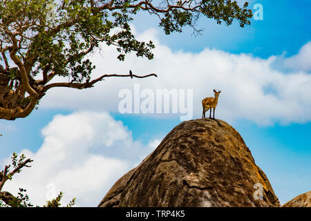 A rock Kopje on the African savannah Stock Photo - Alamy