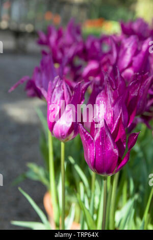 Golden Gate Tulips with Bright Yellow Fringed Petals with Green Hues at ...