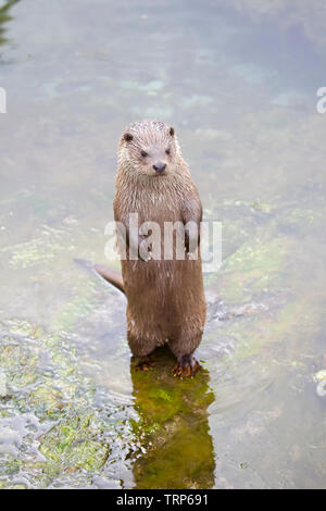 European Otter (Lutra lutra) in shallow water at night in Kiskunsagi ...