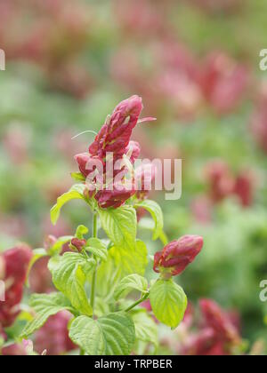 red pink flower Name Panama Queen Plant, The Orange Shrimp Plant, The ...