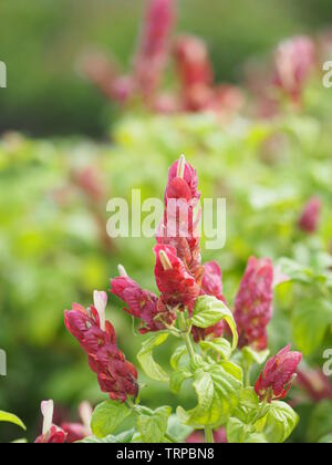 red pink flower Name Panama Queen Plant, The Orange Shrimp Plant, The ...