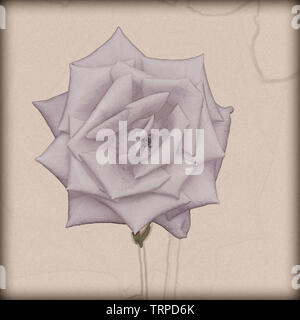 Digitally enhanced vintage style sketch of a perfect Salmon coloured ...