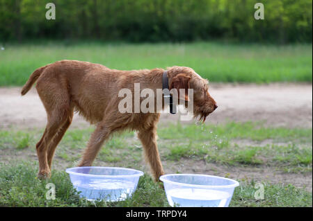 Vizsla dog drinking fresh cold water on a hot summer day outdoors Stock ...