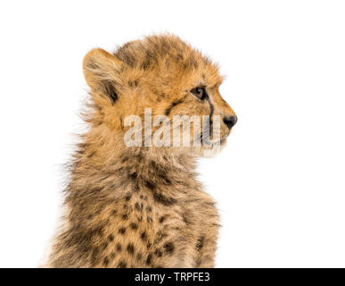 A close up side profile of a cheetah's head and neck, showcasing its ...