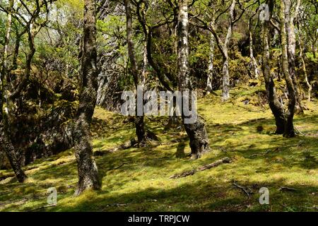 ancient oak and alder woodland Gwenffrwd-Dinas RSPB Reserve Elenydd ...