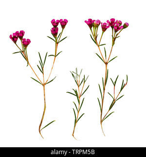 Chamelaucium flowers isolated on white Stock Photo - Alamy