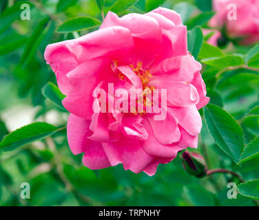 Prairie at dawn Stock Photo - Alamy
