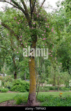 Pink climbing Hybrid Multiflora rose (Rosa) Tea Rambler blooms in a ...