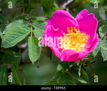 Rose Arthur Hillier Stock Photo - Alamy
