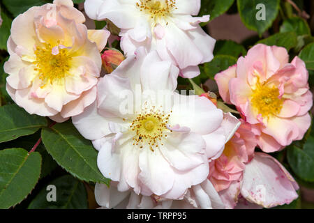 Hybrid musk rose Penelope Stock Photo - Alamy
