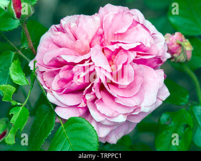 Rose (Rosa 'Aloha') flower Stock Photo - Alamy
