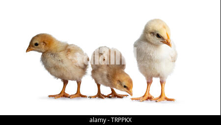 Group of 3 baby chicks sitting facing front in a row. Isolated on white ...