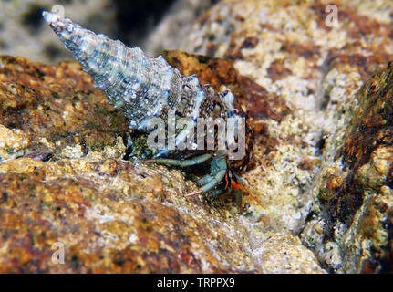 Small Mediterranean Hermit crab - Clibanarius erythropus Stock Photo ...