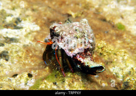 Small Mediterranean Hermit crab - Clibanarius erythropus Stock Photo ...