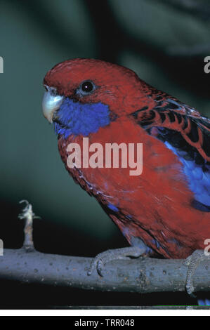 Crimson Rosella Parrot, (Platycercus elegans Stock Photo - Alamy
