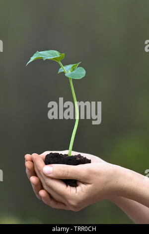 Hands hold a young cucumber seedling as it is placed into the soil in a ...