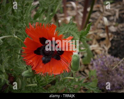 Giant Poppy flower, Papaver somniferum, in the garden Stock Photo - Alamy