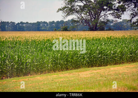Roadside acreage of corn plants growing in the fertile soil of ...