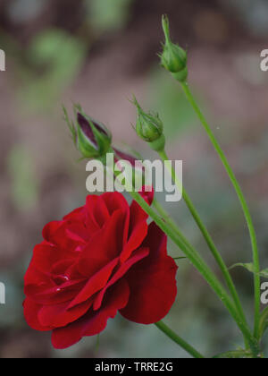 Close-up of red spring buds on a branch of Red Maple, Acer rubrum ...