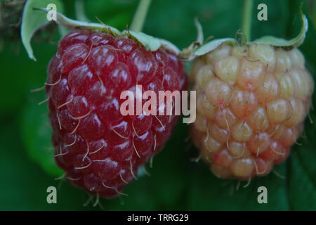 Close up of ripe and unripe raspberries in the garden Shallow depth of ...