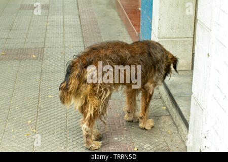 Stray dog with very messy fur on the street， selective focus Stock ...