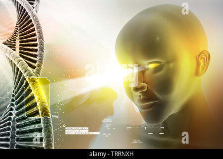 Structures Of The Human Eye Stock Photo - Alamy