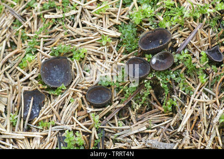 corona cup (Plectania melastoma Stock Photo - Alamy