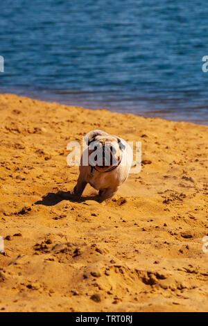 Pug dog running on grass covered with snow outdoors. Puppy walking in ...