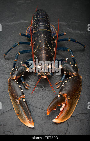 A single live, uncooked lobster, Homarus gammarus, that was caught in a ...
