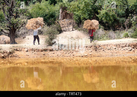 Farmer carrying crop on head, Jodhpur, Rajasthan, India Stock Photo - Alamy