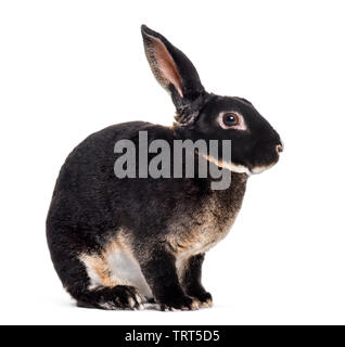 Black and White Rex Rabbit, Oryctolagus cuniculus Stock Photo - Alamy