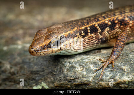 Rainbow skink, Carlia rubrigulosa, Queensland, Australia Stock Photo ...