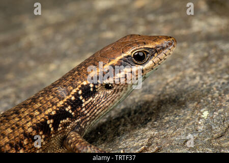 Rainbow skink, Carlia rubrigulosa, Queensland, Australia Stock Photo ...