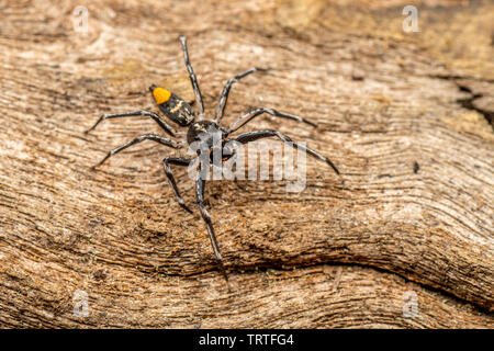 Astia hariola, the gypsy jumping spider, foraging on dead timber Stock ...