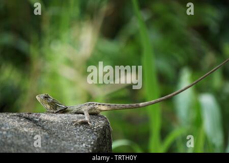 A closeup shot of a monitor lizard on a wooden stick in a zoo Stock ...