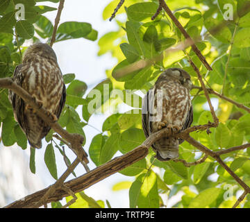 Barking owls perched and asleep in a tree on a sunny day in tropical ...