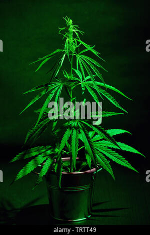 Closeup shot of a marijuana plant on blurred background Stock Photo - Alamy