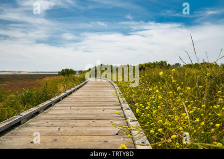 Boardwalk through the fragile area at Morro Bay State Park, California ...