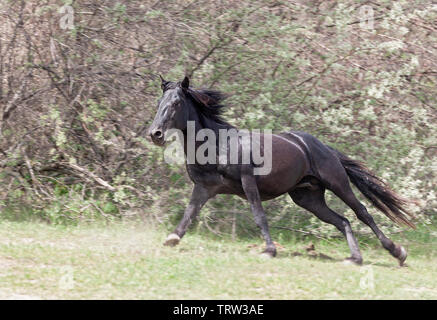 Wild horse, Letea forest, Danube delta, Romania Stock Photo - Alamy