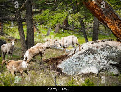 Rams butting heads for dominance Stock Photo - Alamy
