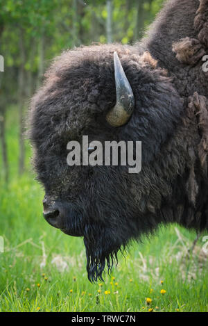 Male Plains Bison (Bison Bison) during Spring, Elk Island National Park ...