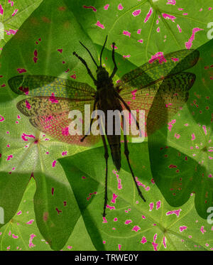 Rainbow Milkweed Locust (Phymateus saxosus) grasshopper with white ...