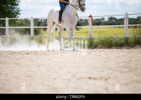Unrecognizable male riding white horse on sandy ground of enclosure on ...