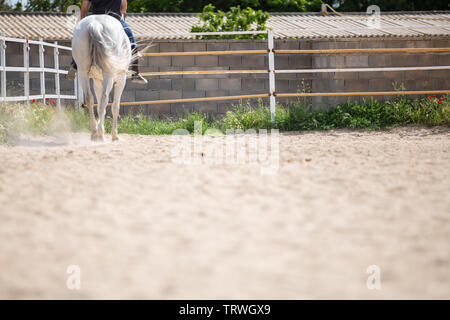 Unrecognizable male riding white horse on sandy ground of enclosure on ...