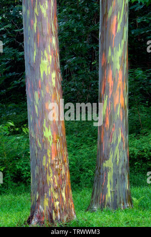 Painted Eucalyptus trees. Keahua Arboretum. Kauai, Hawaii Stock Photo ...