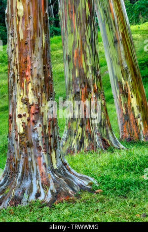 Painted Eucalyptus trees. Keahua Arboretum. Kauai, Hawaii Stock Photo ...