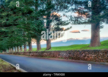 Road through Cook Island Pines. Kapalua, Maui, Hawaii Stock Photo - Alamy